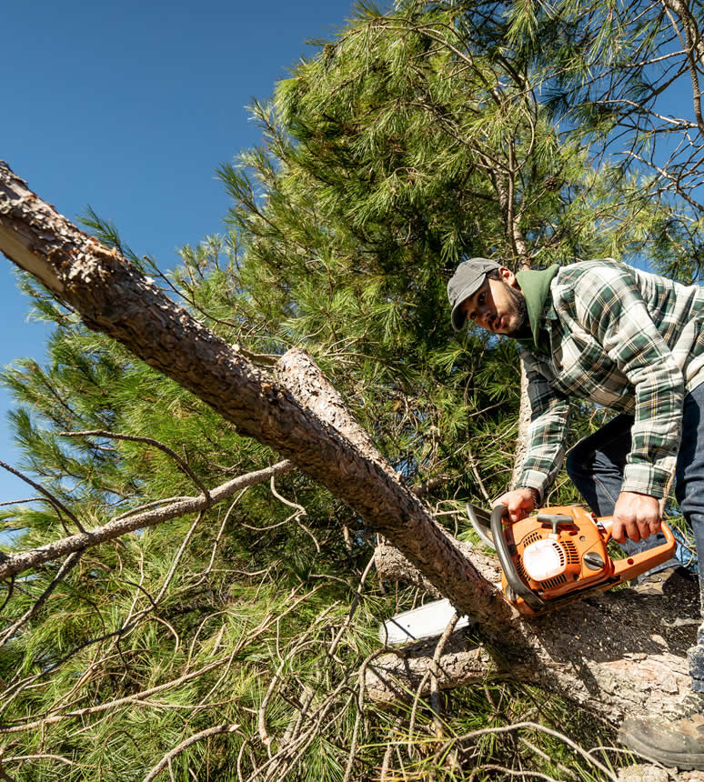 Need a Tree Removal or Trimmed? Call Now! – Agosto Landscaping Services ...
